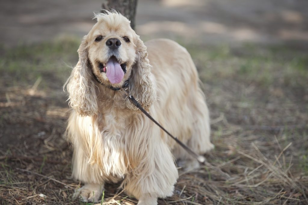 Le Cocker Spaniel Américain - WanimoVéto