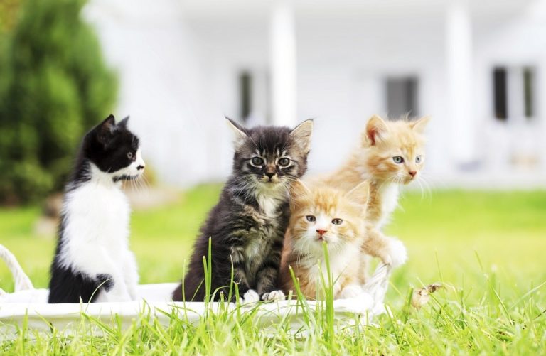 Ma chatte a eu des chatons, que faire pour les donner ? - WanimoVéto