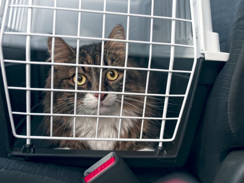 Transport chat voiture : nos conseils pour un voyage zen - WanimoVeto