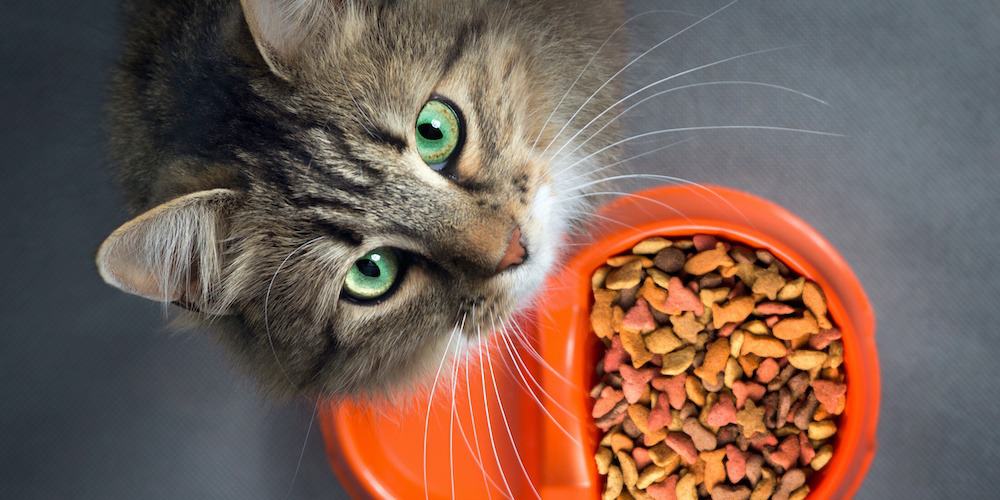 Comment entretenir une fontaine à eau pour chat ? - WanimoVéto