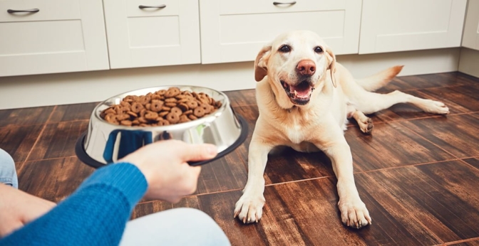 Comparatif des meilleures marques de croquettes pour chien : guide d ...