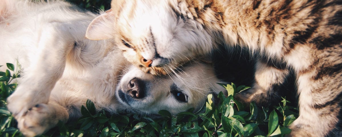Comparatif des meilleures marques de croquettes pour chien : guide d ...
